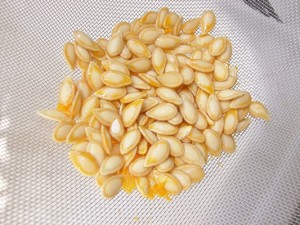 The Wonders of Winter Squash - SAS Life