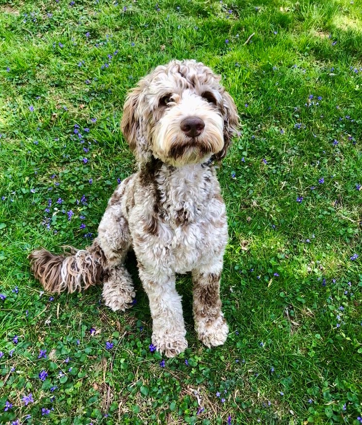 Goodledoodle Blue - SAS Life