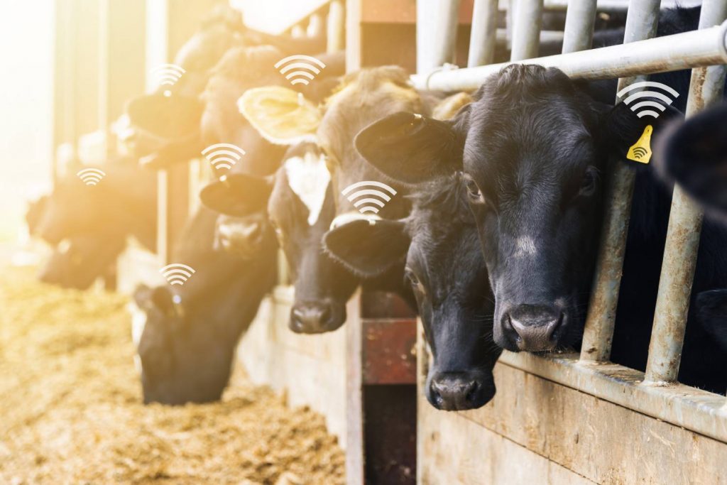 From 9 cows to the future of agtech - SAS Voices