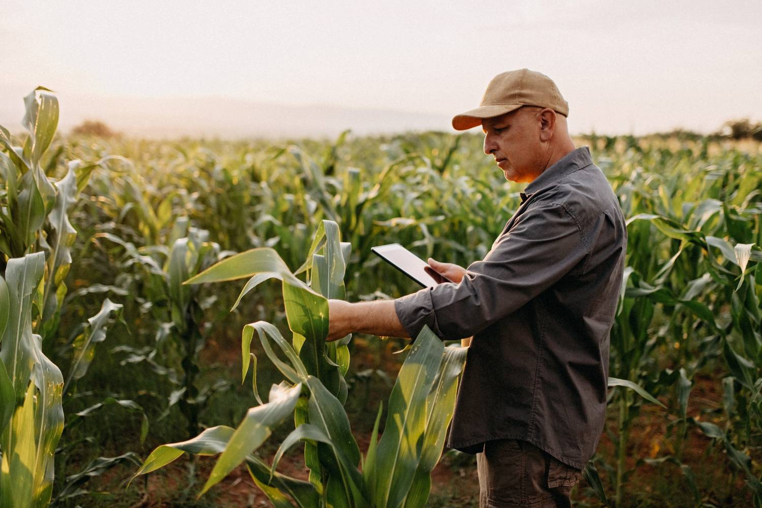How agriculture scientists are using machine learning to farm ...