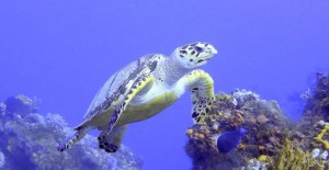 Tracking sea turtles with SAS | The SAS Training Post